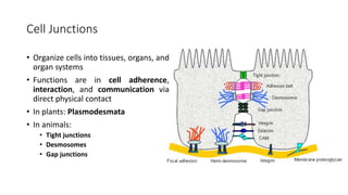 6 - A tour of the cell - Part Three | PPTX