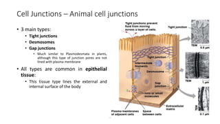 6 - A tour of the cell - Part Three | PPT