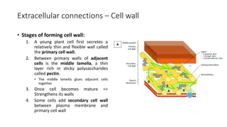 6 - A tour of the cell - Part Three | PPTX