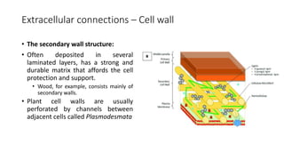 6 - A tour of the cell - Part Three | PPTX