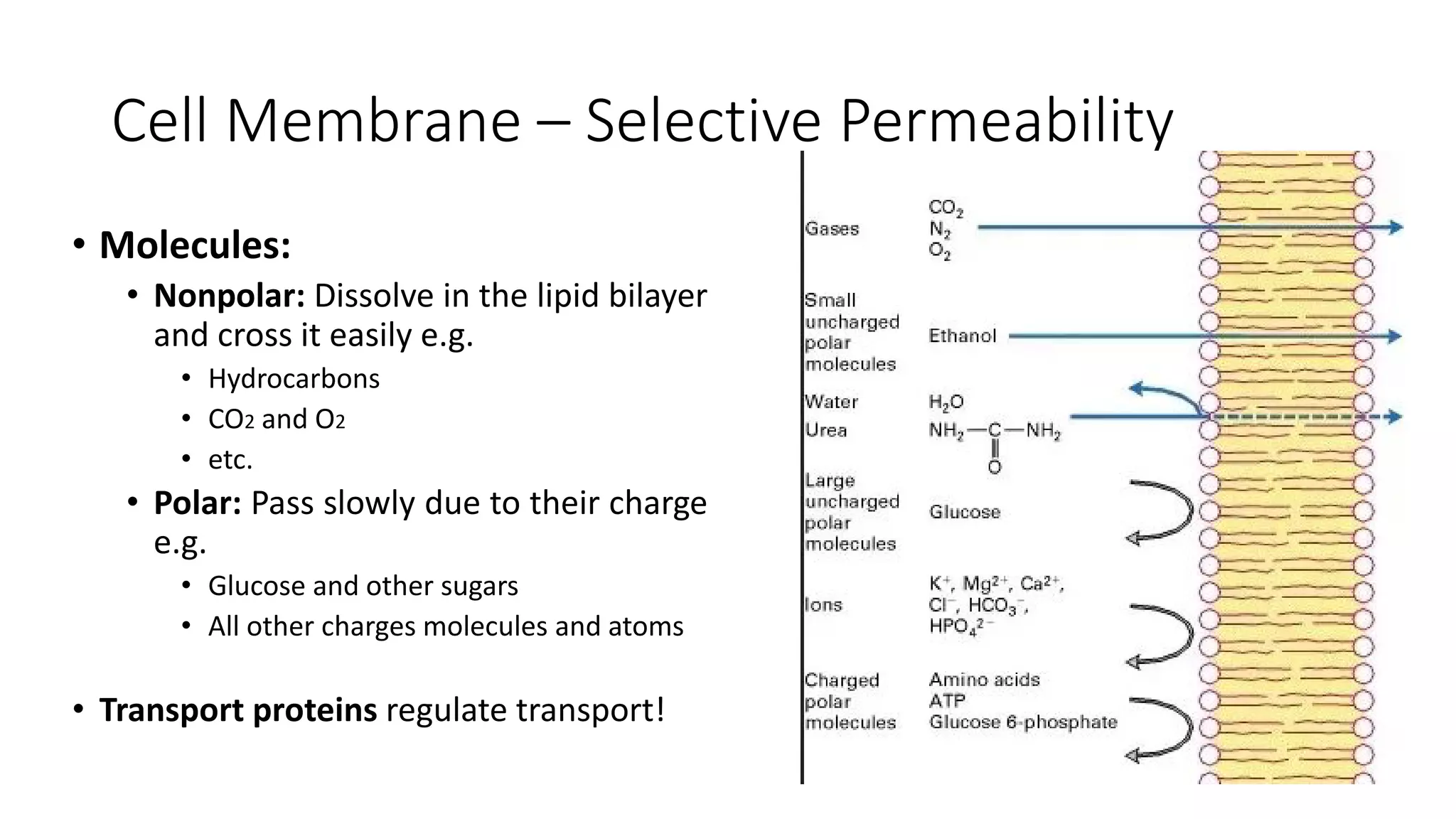 7 - Membrane Structue and Function | PDF | Chemistry | Science
