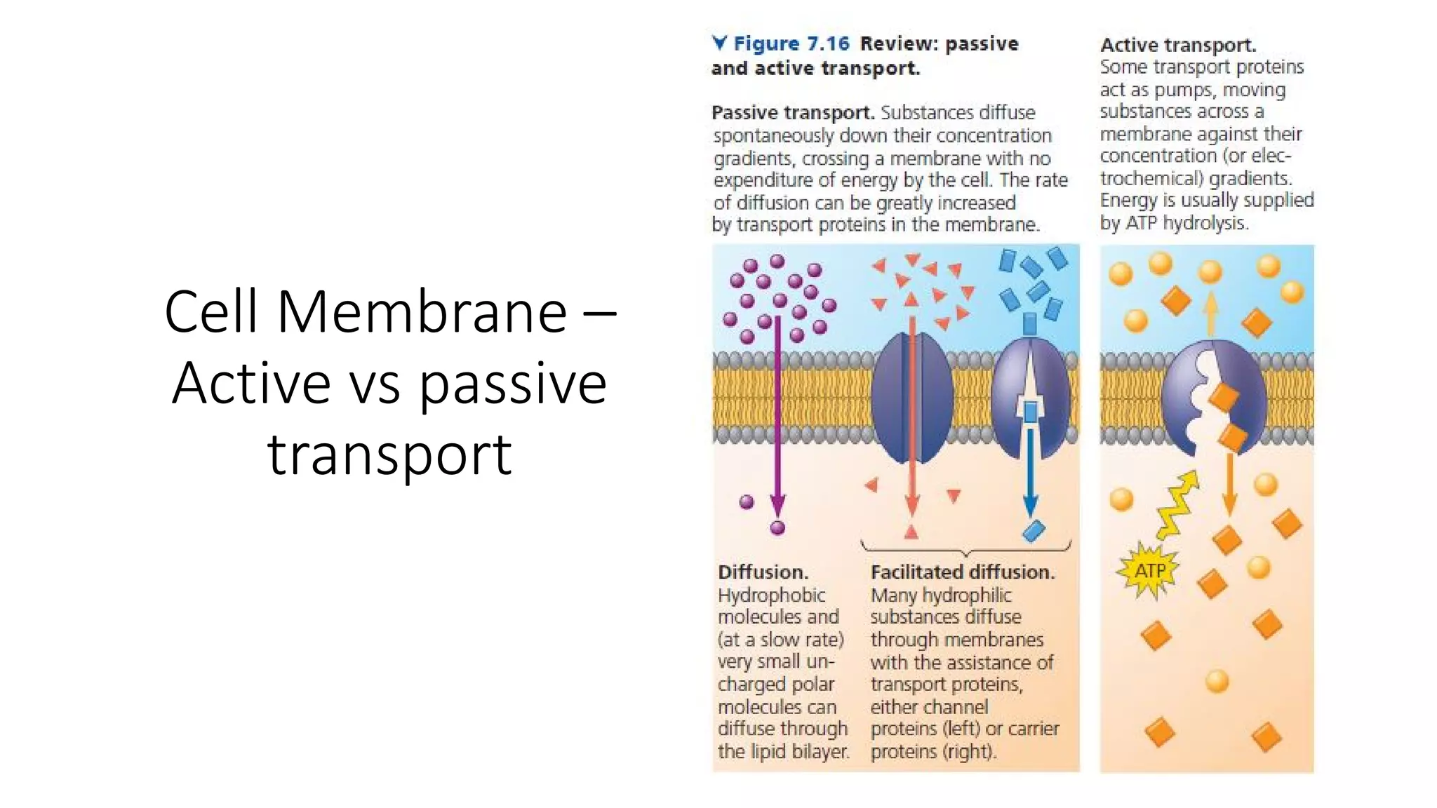 7 - Membrane Structue and Function | PDF | Chemistry | Science