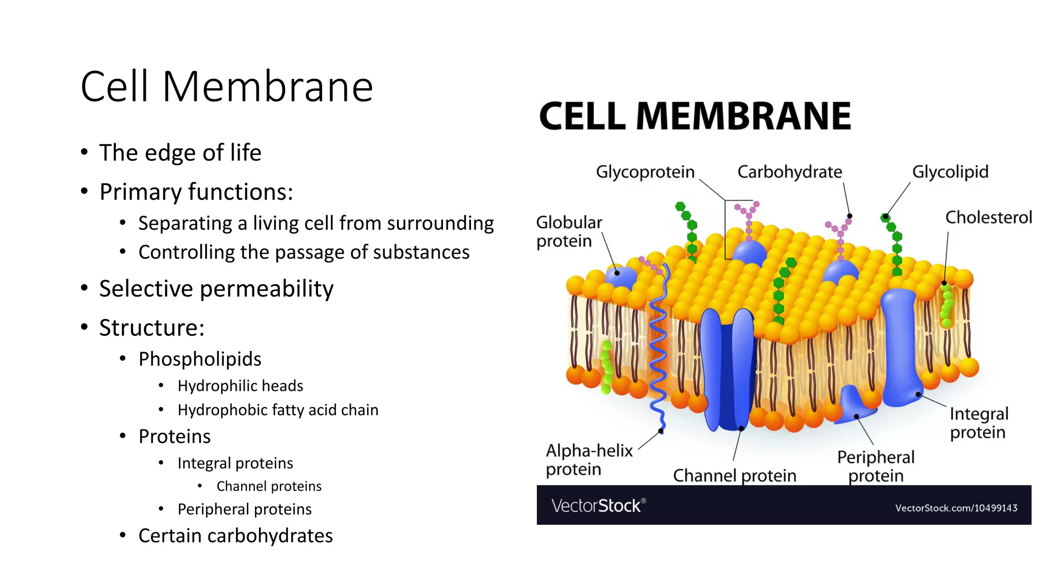 7 - Membrane Structue and Function | PDF | Chemistry | Science