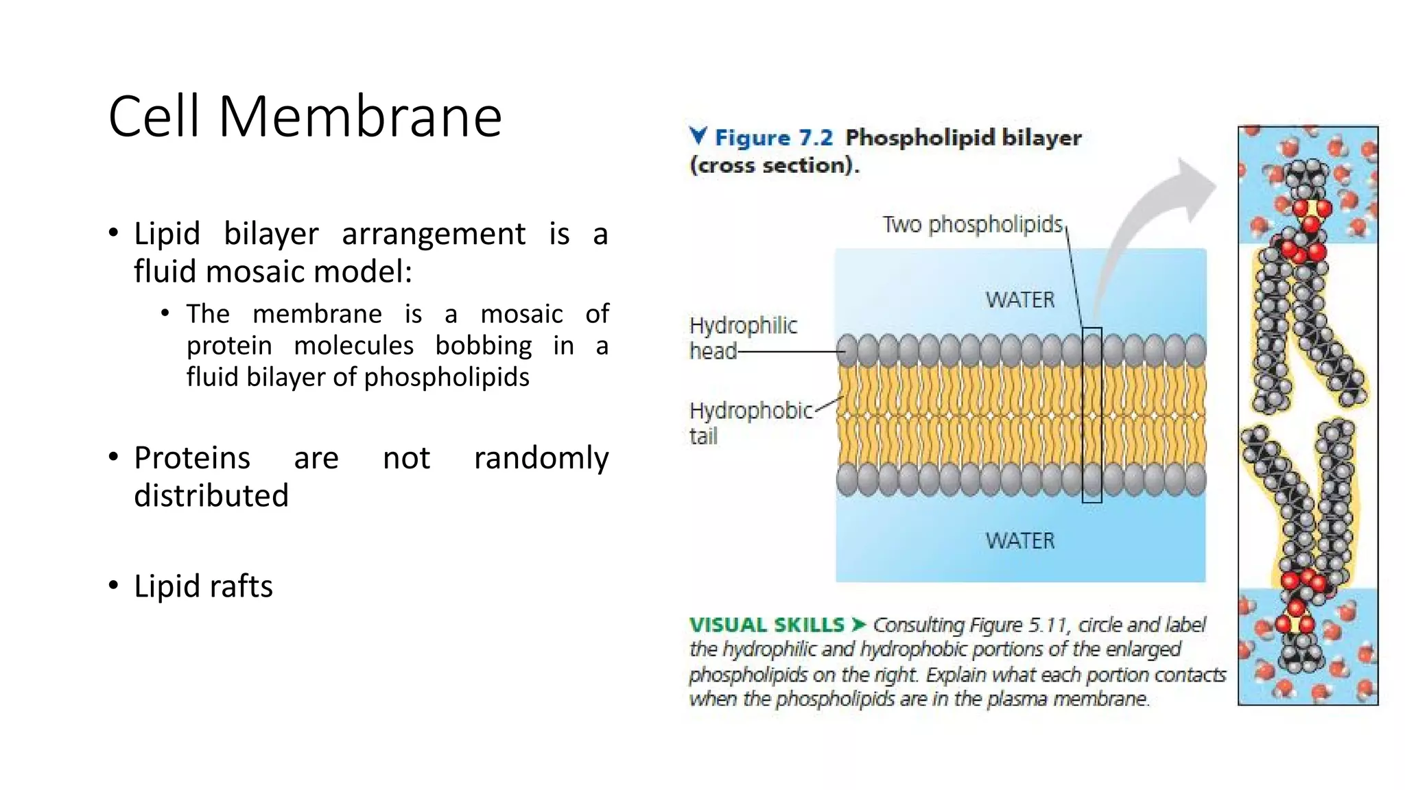 7 - Membrane Structue and Function | PDF | Chemistry | Science