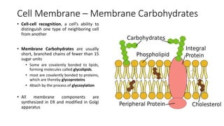 7 - Membrane Structue and Function | PDF