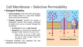 7 - Membrane Structue and Function | PDF