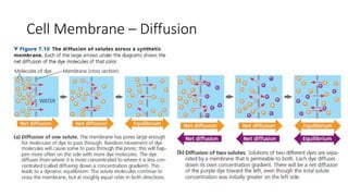 7 - Membrane Structue and Function | PDF