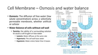 7 - Membrane Structue and Function | PDF | Chemistry | Science