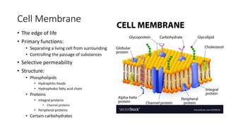 7 - Membrane Structue and Function | PPT