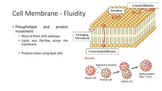7 - Membrane Structue and Function | PDF | Chemistry | Science