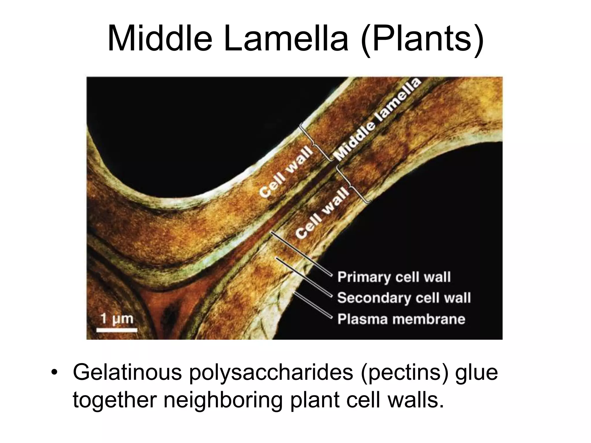 10 11 105 fa13 cell cell interactions skel | PPTX