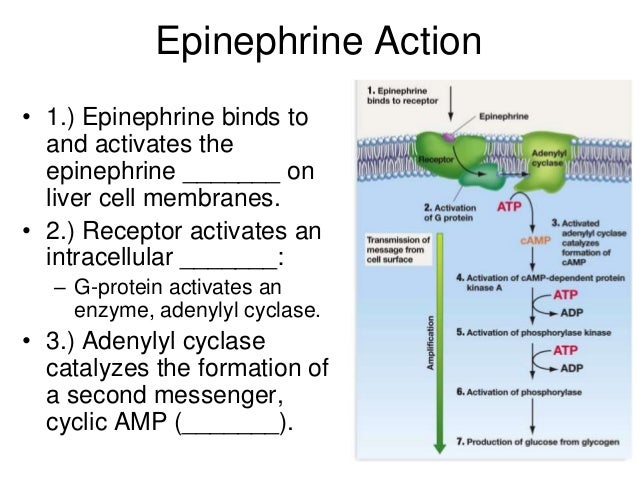 Epinephrine Synthesis