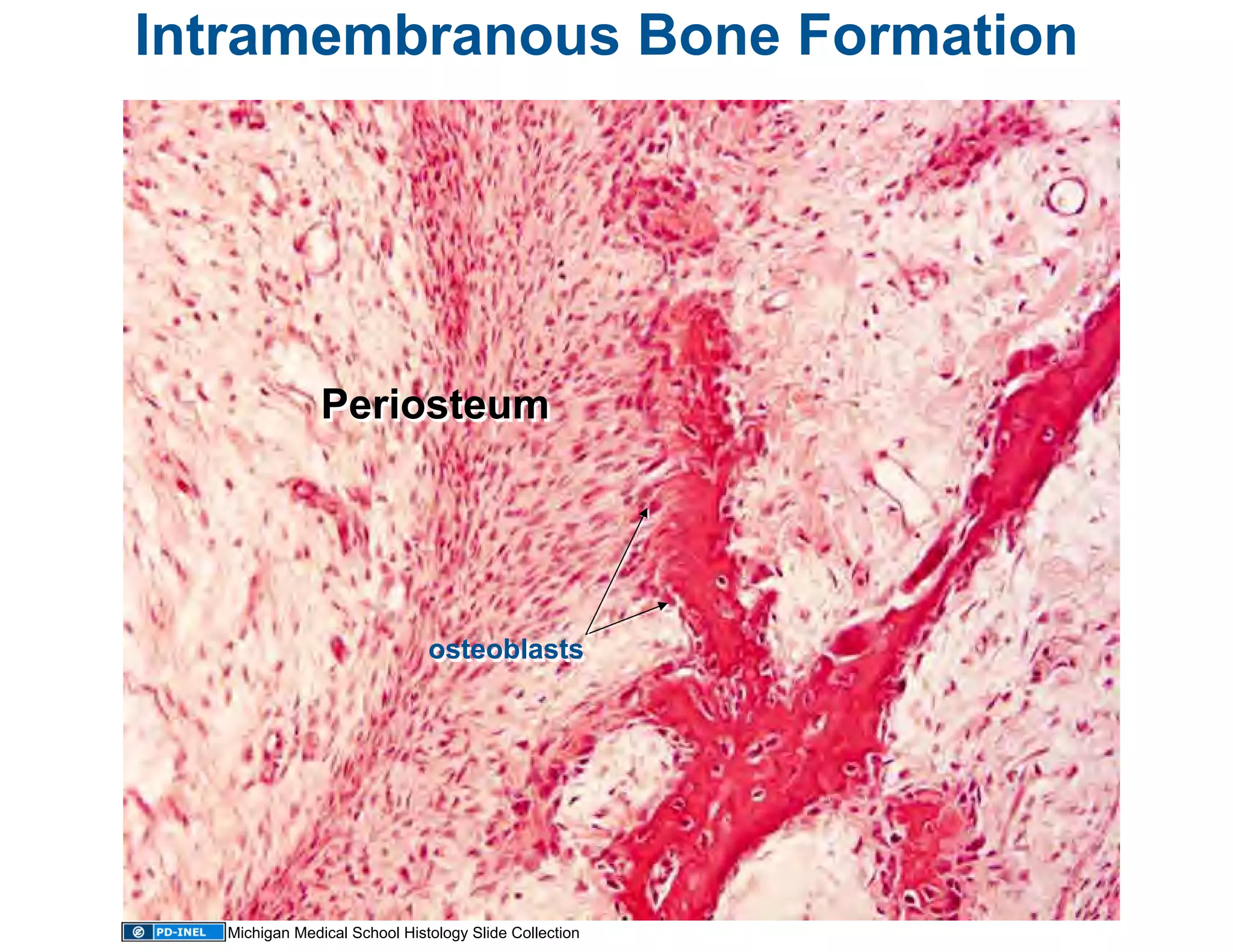 10.13.08: Histology - Bone Formation and Remodeling | PDF