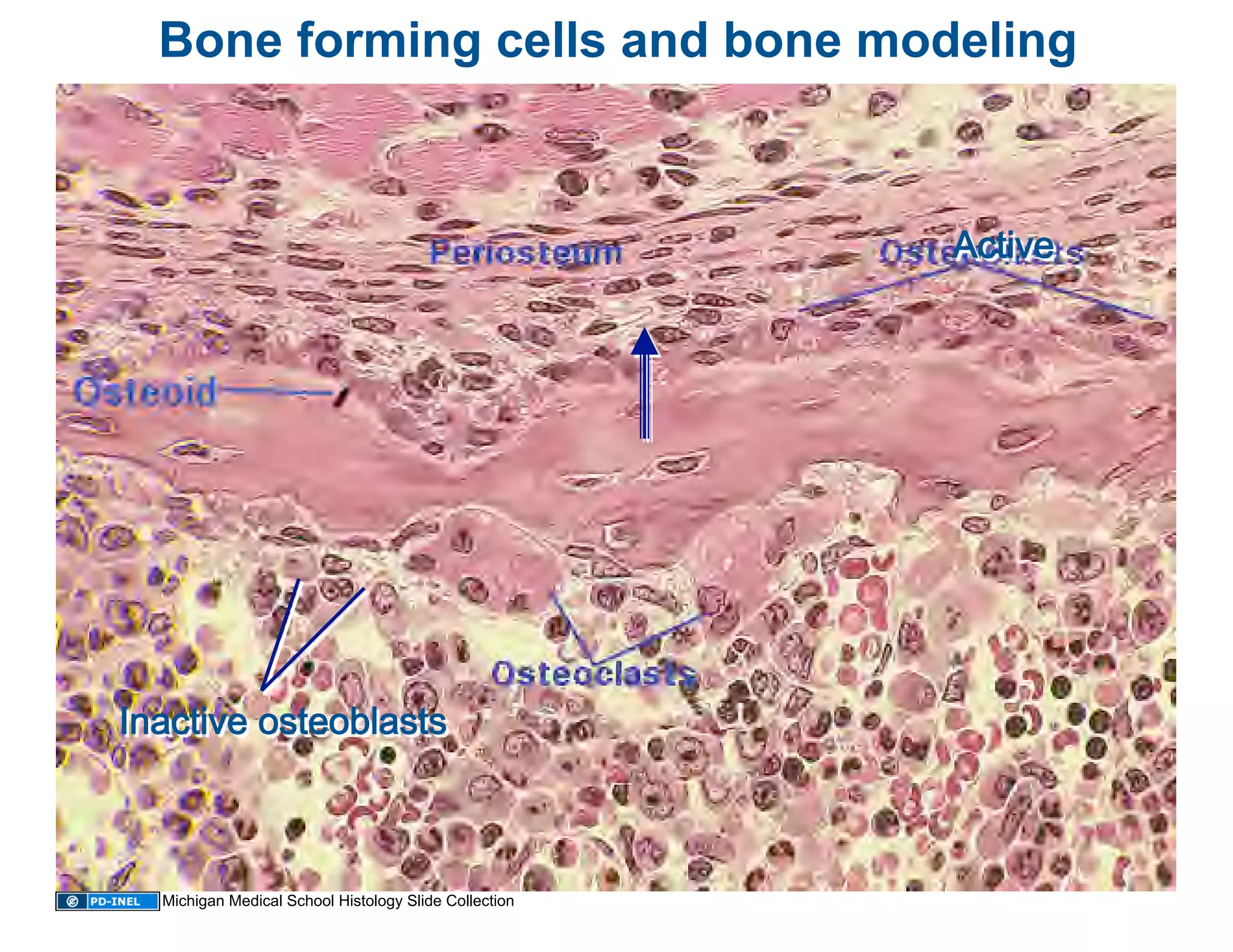 10.13.08: Histology - Bone Formation and Remodeling | PDF