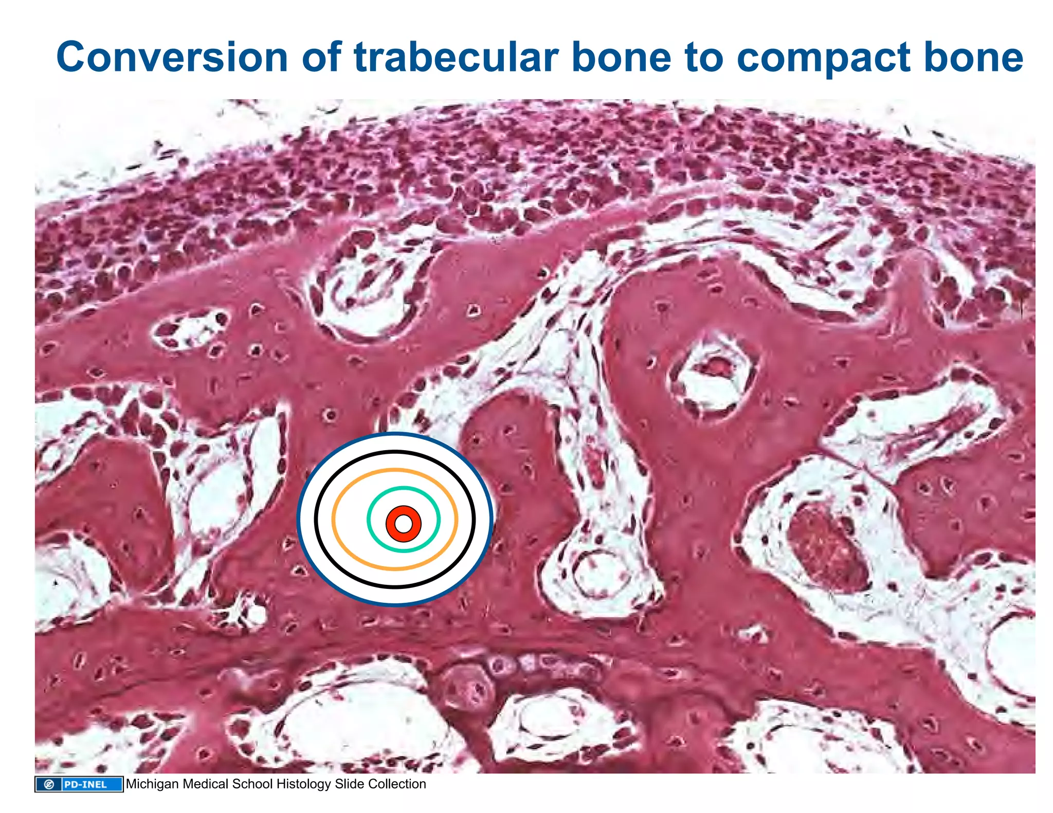 10.13.08: Histology - Bone Formation and Remodeling | PDF
