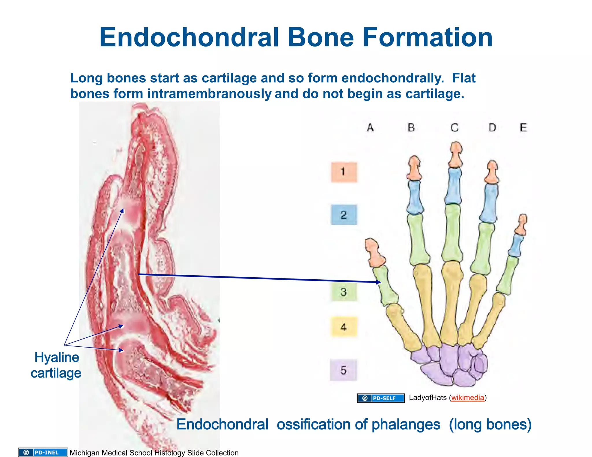 10.13.08: Histology - Bone Formation and Remodeling | PDF