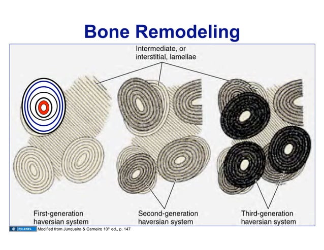 10.13.08: Histology - Bone Formation and Remodeling | PDF | Bone and ...