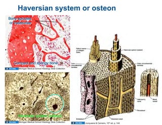 10.13.08: Histology - Bone Formation and Remodeling | PDF