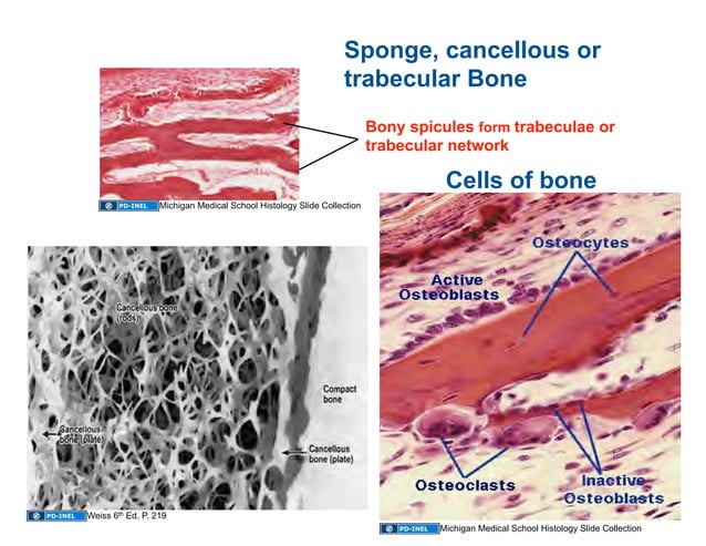 10.13.08: Histology - Bone Formation and Remodeling | PDF | Bone and Joint Conditions | Diseases ...