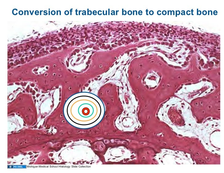 10.13.08: Histology - Bone Formation and Remodeling