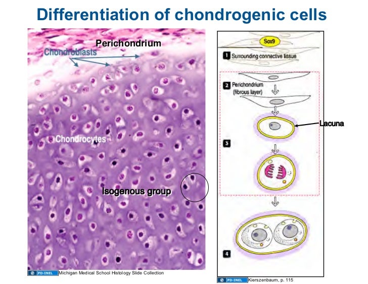 10.13.08: Histology - Bone Formation and Remodeling