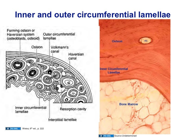 Interstitial Lamellae And Circumferential Lamellae