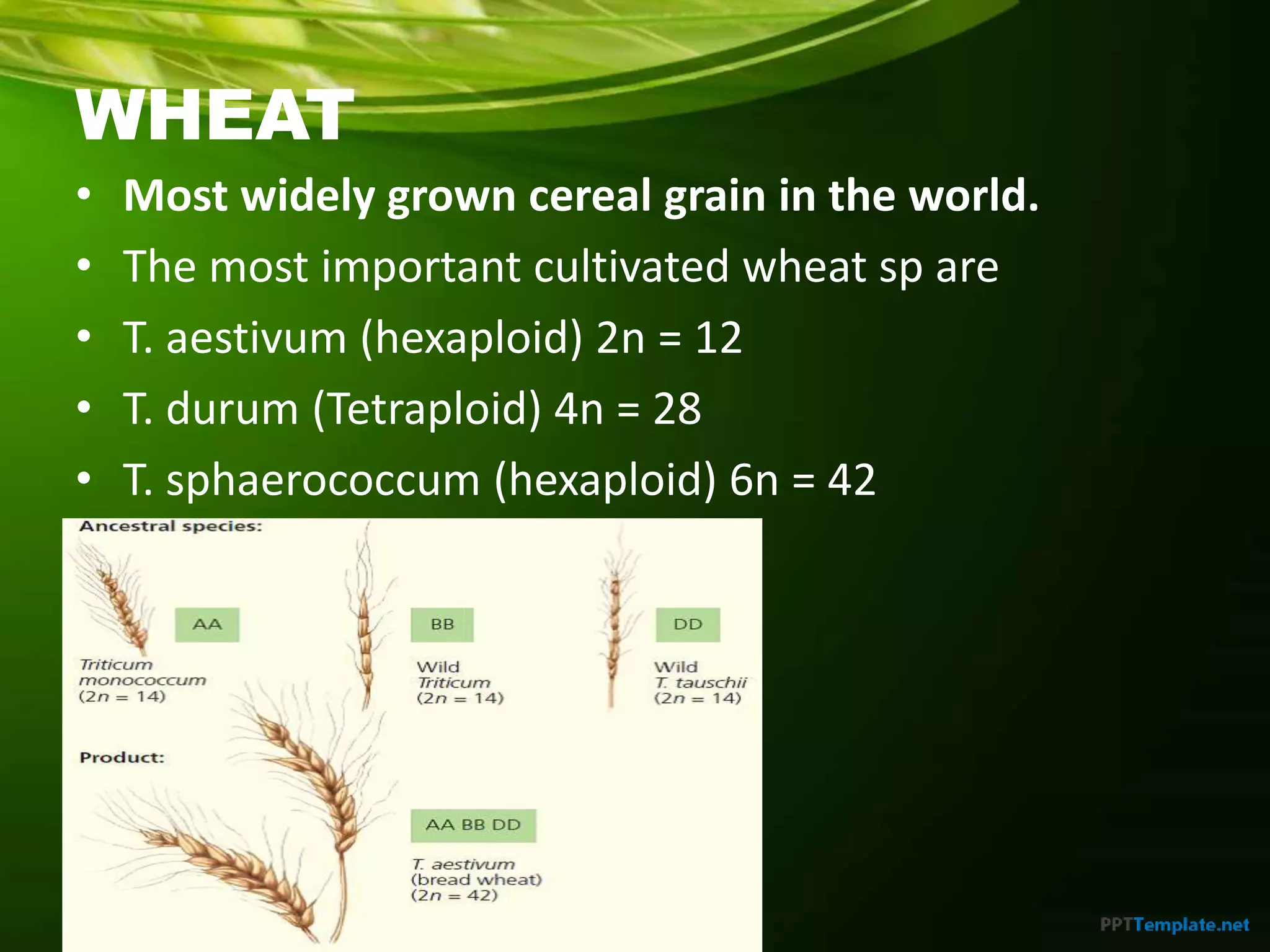 wheat cultivation | PPTX