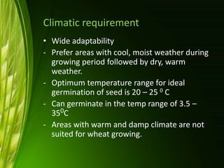 wheat cultivation | PPTX