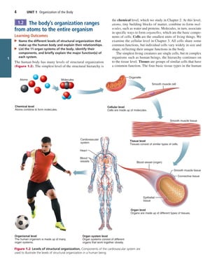 Marieb Human Anatomy & Physiology (12th edition) Katja Hoehn | PDF
