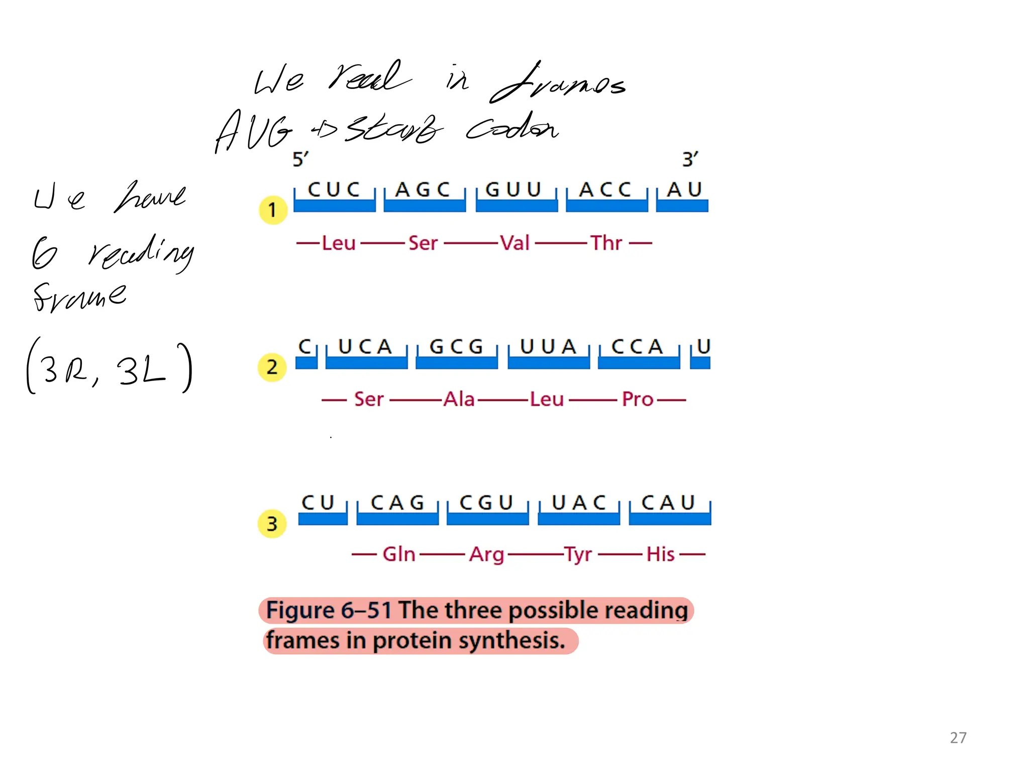Genetic code, genes, genomeeeeeeeeeeeeee | PDF