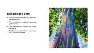 Rainbow eucalyptus | PPTX