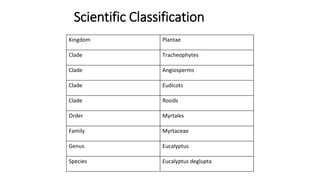 Rainbow eucalyptus | PPT