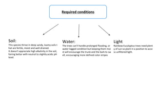 Rainbow eucalyptus | PPT