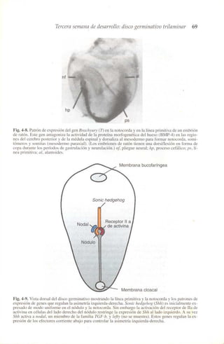 -Langman-Embriologia- embriologiaMedica.pdf