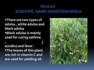 Rare Trees of pune des school | PPT