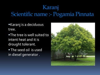 Rare Trees of pune des school | PPT