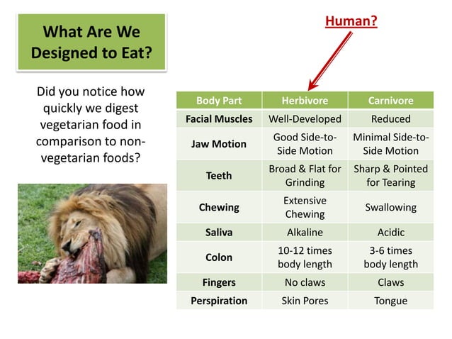 101 Reasons To Go Vegetarian | PPTX | Agriculture | Industries