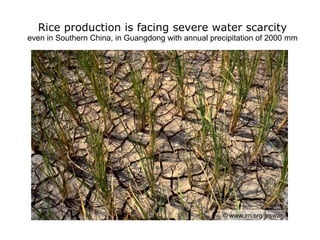 1025 Agronomic and environmental evaluation of a new approach for water ...