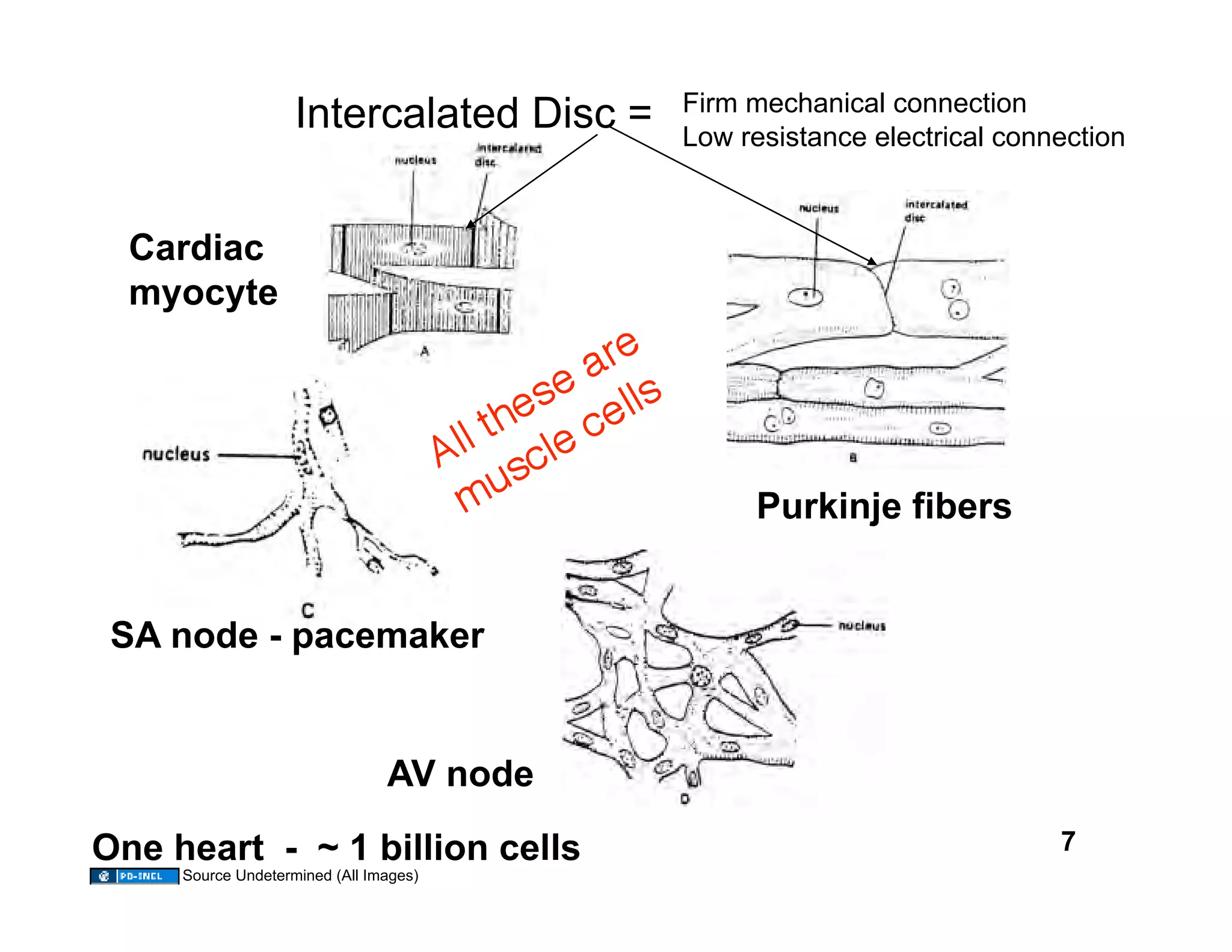 10.28.08: Cardiac Muscle | PDF