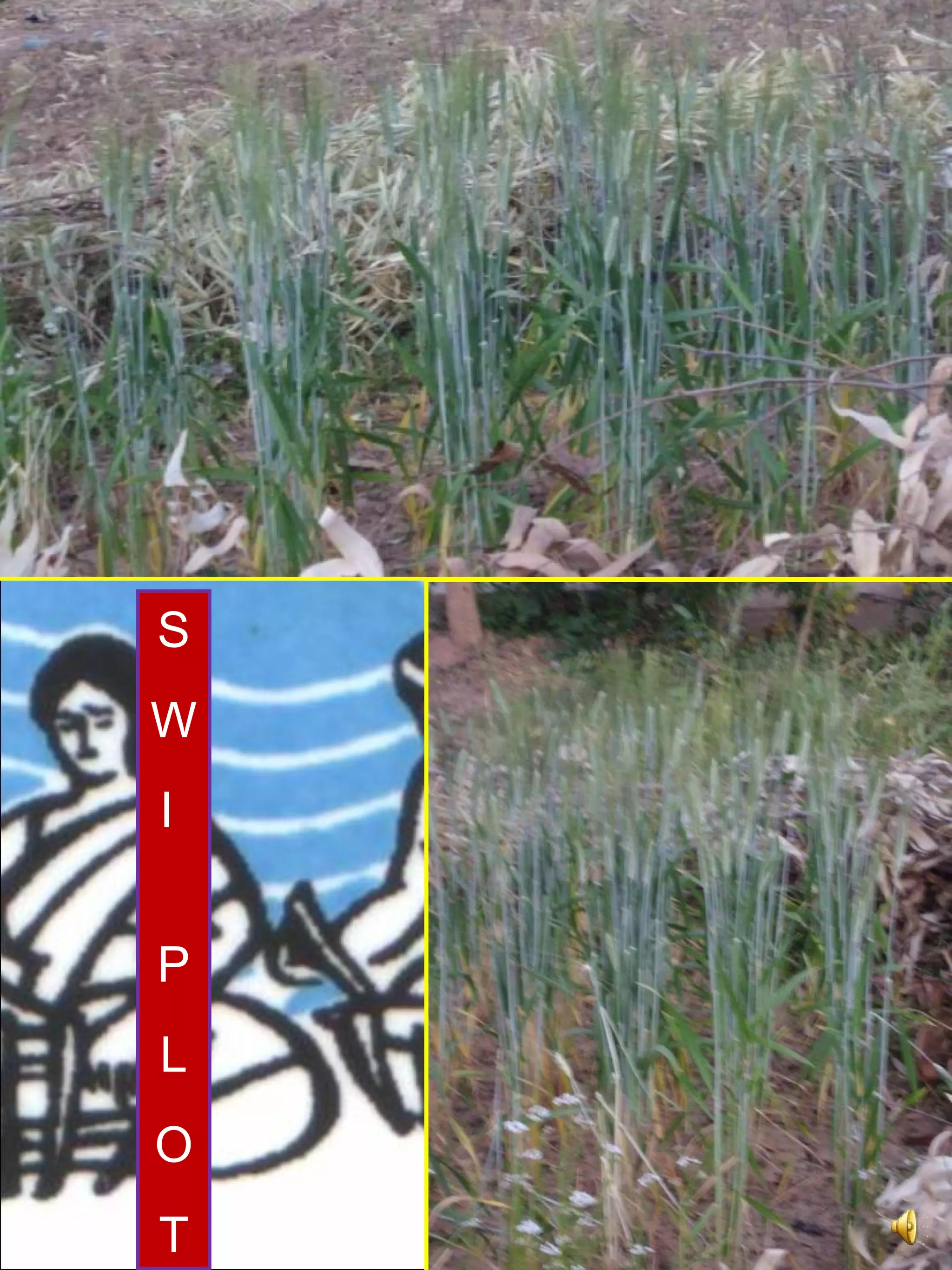 1028 System of Wheat Intensification (SWI) | PPT