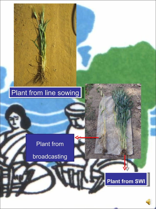 1028 System of Wheat Intensification (SWI) | PPT