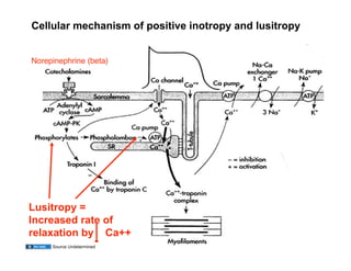 10.29.08(a): Cardiac Hydraulics | PDF