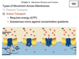 102 chapter 04 plasma membrane | PPT