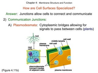102 chapter 04 plasma membrane | PPT