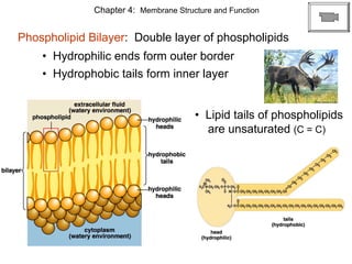 102 chapter 04 plasma membrane | PPT