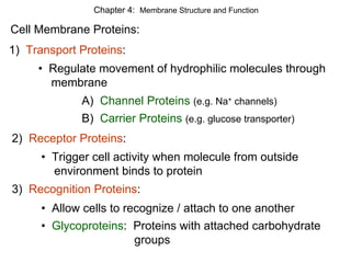 102 chapter 04 plasma membrane | PPT