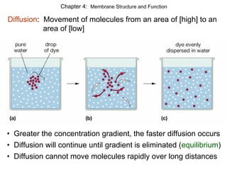102 chapter 04 plasma membrane | PPT