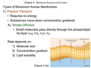 102 chapter 04 plasma membrane | PDF