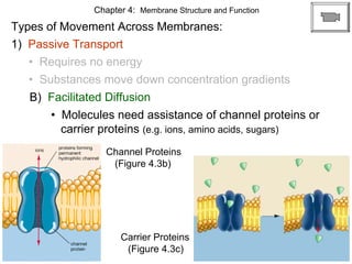 102 chapter 04 plasma membrane | PDF