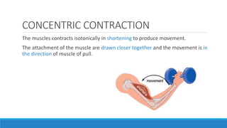 TYPES OF MUSCLE CONTRACTION | PPTX | Physical Therapy | Wellness